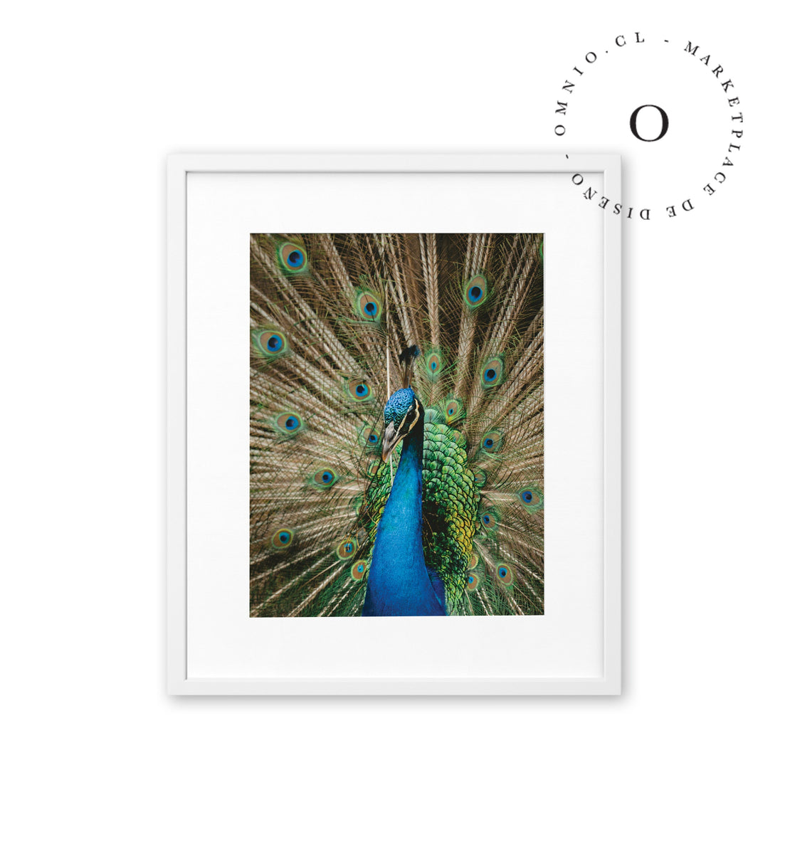 Pavo Real Cuadro – OMNIO